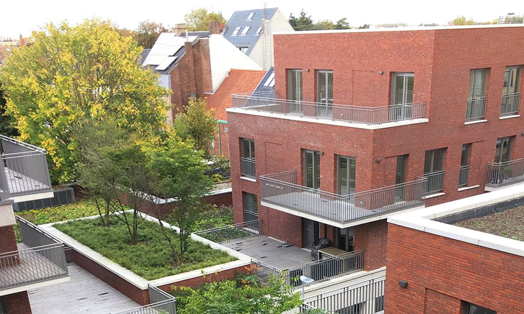 Groendaken verbeteren de biodiversiteit in de steden